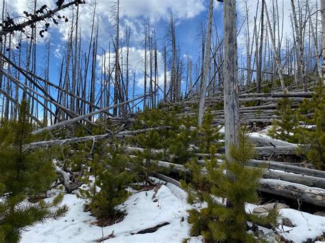 Another Example Of The Brutal Deadfall Photos Diagrams And Topos
