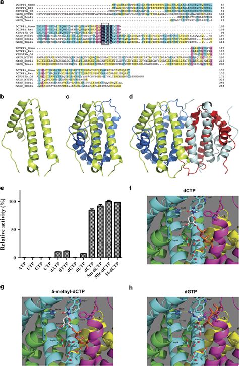 Dctpp1 Possesses Mazg Like Tetrameric Domain Through Structure Download Scientific Diagram