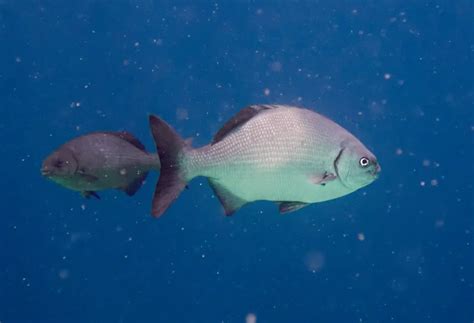 Kyphosus Sectatrix Facts Diet Habitat And Pictures On Animaliabio