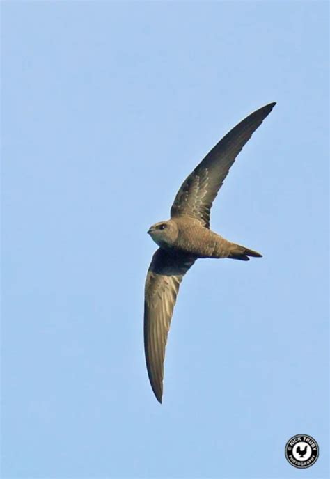 Pallid Swift By Nick Truby Birdguides