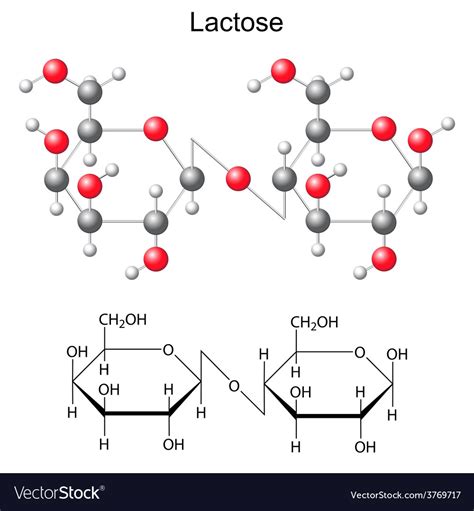 Chemical Formula And Model Of Lactose Molecule Vector Image My Xxx Hot Girl