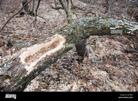 Hollowed Out Tree Trunk High Resolution Stock Photography And Images Alamy