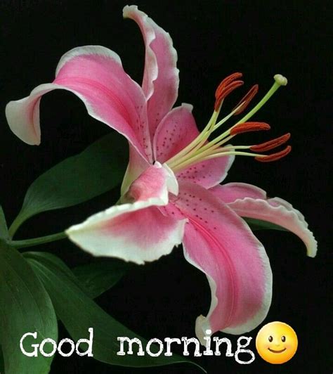 Good Morning Lily Flower Good Morning Pictures WishGoodMorning Com