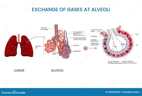 In Alveoli Oxygen And Carbon Dioxide Exchange Occurs It Is Vital For