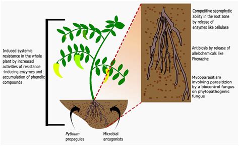 Figure 1 From Pythium Damping Off And Root Rot Of Capsicum Annuum L Impacts Diagnosis And