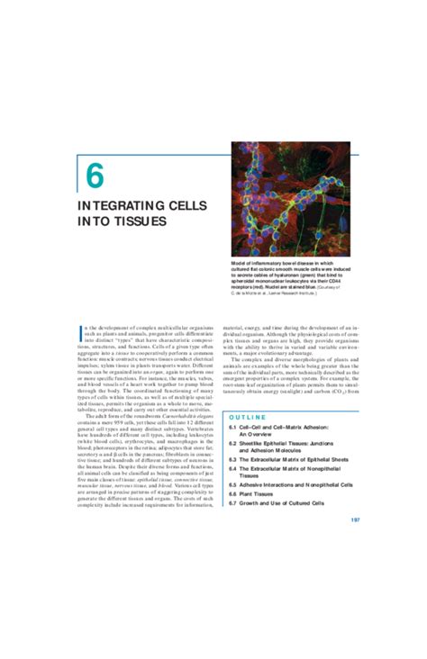 Pdf Integrating Cells Into Tissues