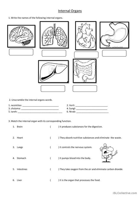 Internal Organs Human Body Worksheets Body Systems Worksheets Human