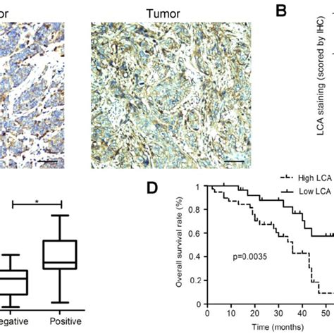 Ihc Staining For Lca Binding Glycans A Representative Download Scientific Diagram