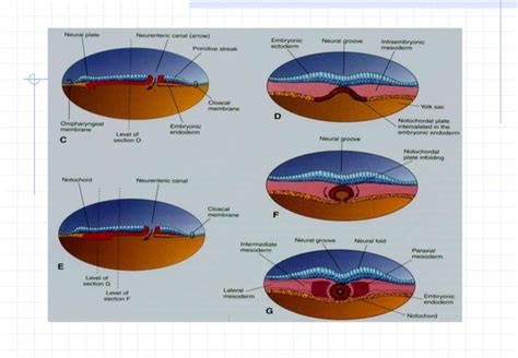 Neural Crest Cells 1 Ppt Pregnancy Reproductive Health