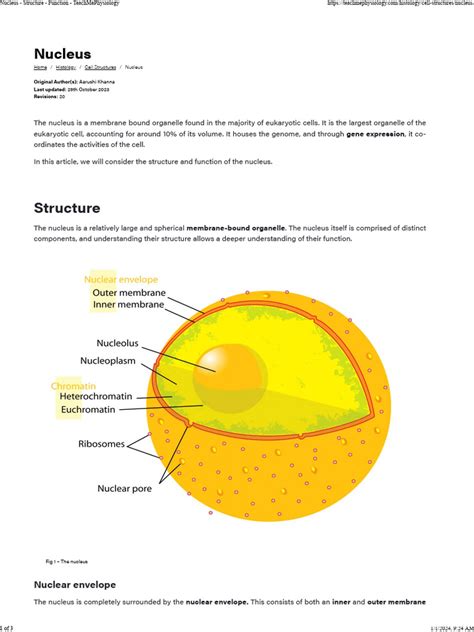 Nucleus Structure Function Pdf Cell Nucleus Chromatin