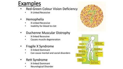 Sex Linked Trait And Mendals Experiment PPT