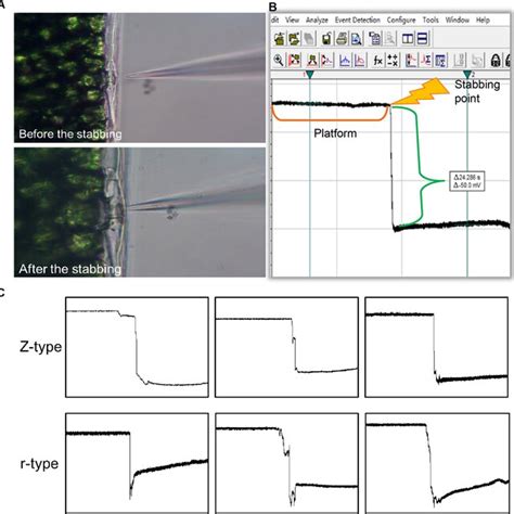Transmembrane Potential Tmp Detection Via A Patch Clamp System A