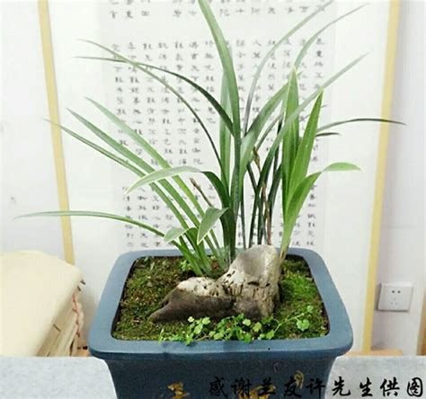 兰花苗建兰小桃红四季兰入门品种好养爱开花爱发芽绿植盆栽浓香 虎窝淘