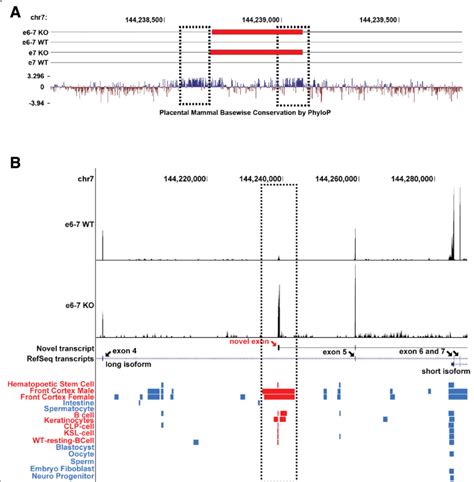 Genomic Landscape Of The Novel Exon 4′ In Shank2 A Ucsc Genome Browser Download Scientific