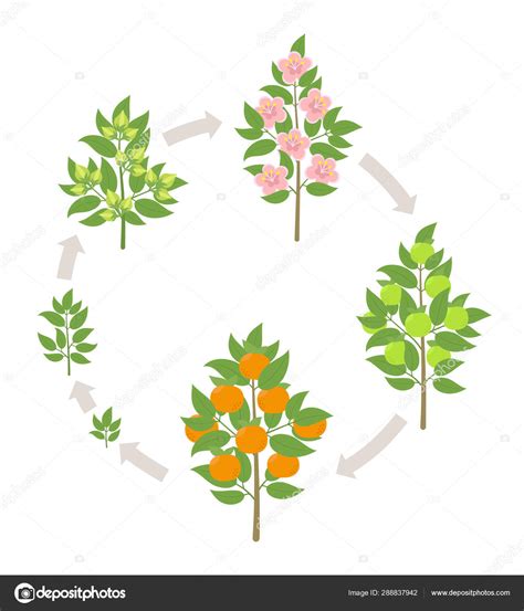 만다린 나무 성장 단계 벡터 그림입니다 숙성 기간 진행 과일 나무 라이프 사이클 애니메이션 식물 묘목 귤 증가 단계 스톡 벡터 ©ilyakalinin 288837942