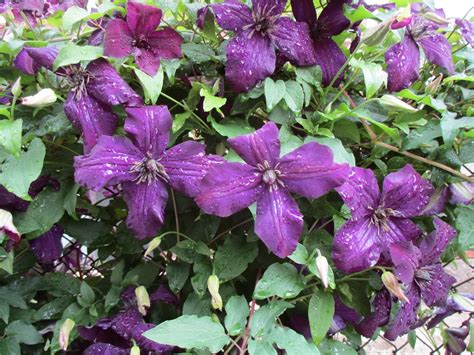 Клематиси 2020 - Page 20 - Форум HobbyKafe.com