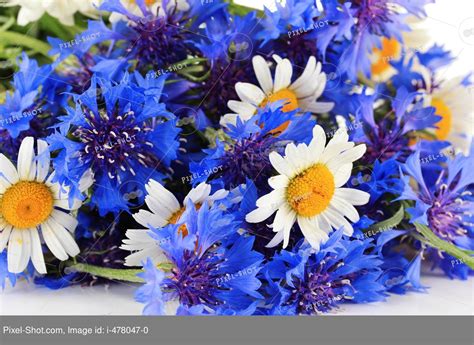 Букет ромашек с васильками - 69 фото