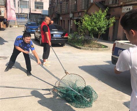 文明养犬！沥海街道开展流浪犬捕捉专项整治行动