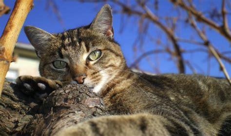 Tipos De Pelaje De Gatos Y Cómo Cuidarlos Arandovo