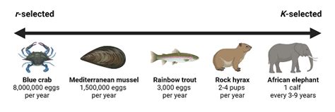 K Vs R Species R Selected Vs K Selected Species Overview