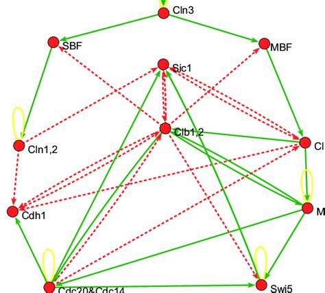 3 Budding Yeast Cell Cycle Network Model Of [123] For Comparison With Download Scientific