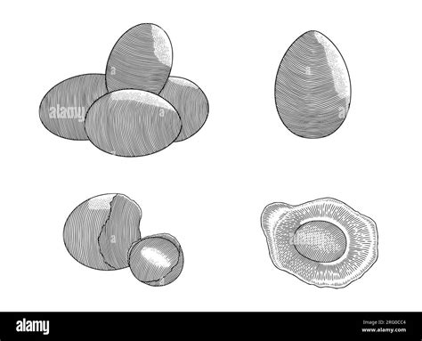 Chicken Egg Scrambled And Crack Vintage Engraving Style Drawing
