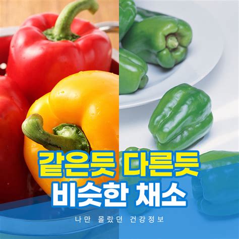 파프리카 피망 차이 쪽파 실파 차이 등 햇갈리는 채소 네이버 블로그
