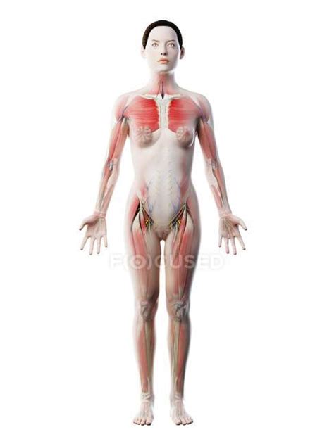 Human Body Model Showing Female Anatomy With Muscular System Digital