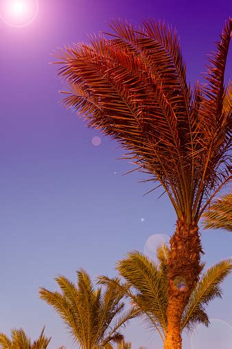 여름 화창한 날에 맑은 푸른 하늘에 대한 야자수 잎 홀리데이 리조트 열대 이국적인 여행 관광 휴가 휴일 개념 관광에 대한 스톡 사진 및 기타 이미지 Istock