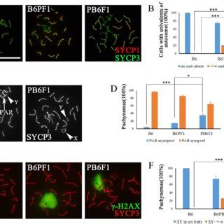 Asynapsis Of Chromosomes And Disturbance Of The Sex Body In Sterile Download Scientific Diagram