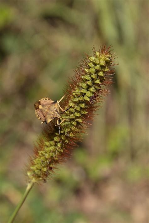 Bug Insect Blade Of Grass Ear Free Photo On Pixabay Pixabay