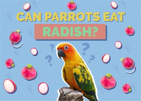 What Can Parrots Eat 10 Vet Approved Human Foods Safe For Parrots