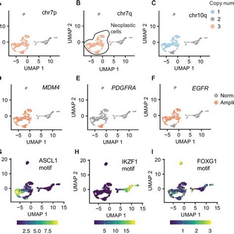 Detection Of Cnvs And Identification Of Neoplastic Clones With