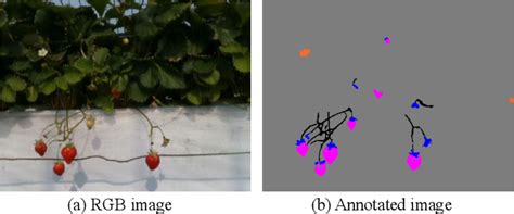 Figure 1 From Semantic Segmentation Of Strawberry Plants Using