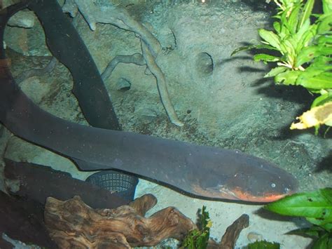 Electric Fish My Aquarium