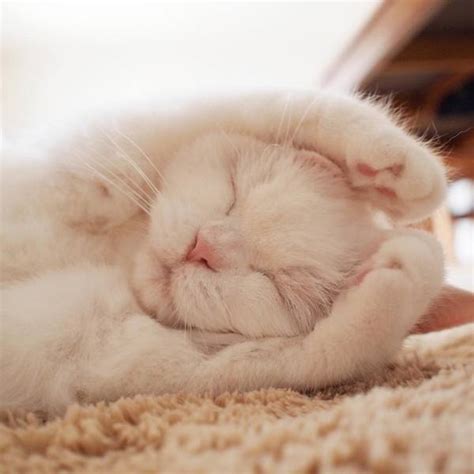 Милый котик Пикабу