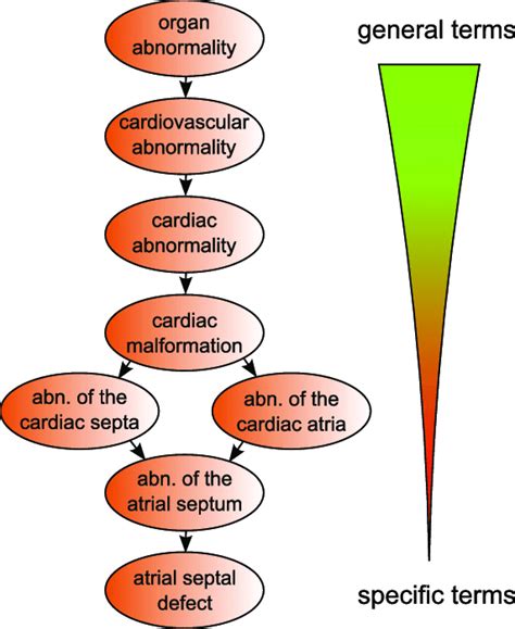 The Human Phenotype Ontology The Hpo Is Represented As A Directed