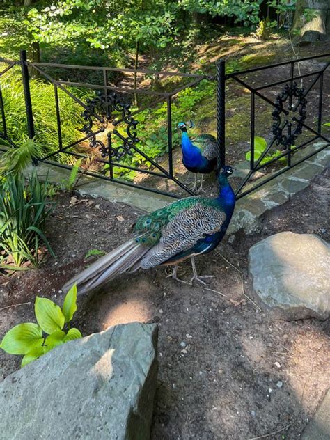 Peacocks In The Area Adjacent To The Bison Enclosure In Pszczyna