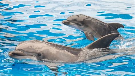 Female Dolphins May Know The Joy Of Sex Thanks To A Human Like Clitoris CBC Radio