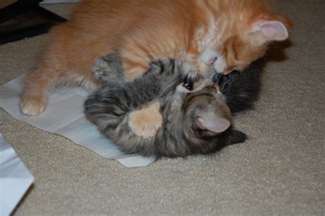 Troop Petrie Wordless Wednesday Kittens Gone Wild