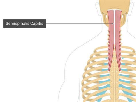 Semispinalis Capitis Muscle