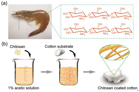 Bio Inspired Eco Friendly Superhydrophilicunderwater Superoleophobic Cotton For Oil Water