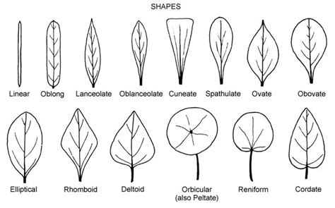 Leaf Shape Glossary Eflora Vascular Plants Of The Sydney Region