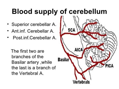 The Cerebellum Demo