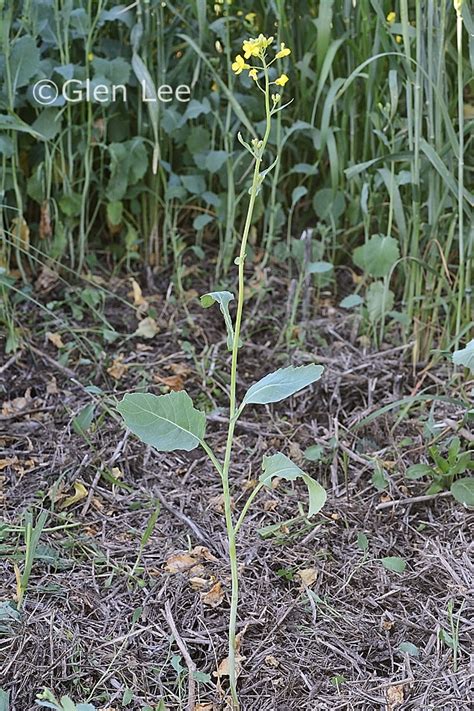 Brassica Rapa Photos Saskatchewan Wildflowers