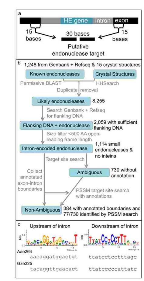Mining Genomic Databases For Endonuclease Target Sites A Schematic Download Scientific