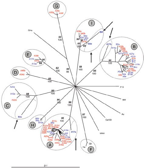 Ml Unrooted Phylogenetic Tree Reconstructed From The Complete