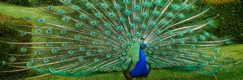 Peacock Wallpaper Peacock Desktop Wallpaper 62 Images