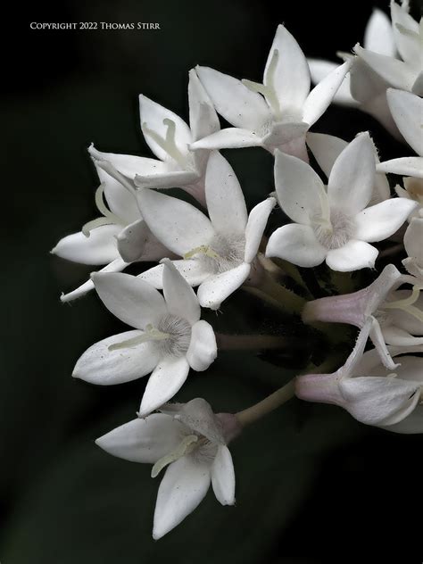 Handheld Macro Small Sensor Photography By Thomas Stirr