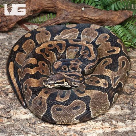 Lavender Albino Spider Ball Python For Sale Underground Reptiles